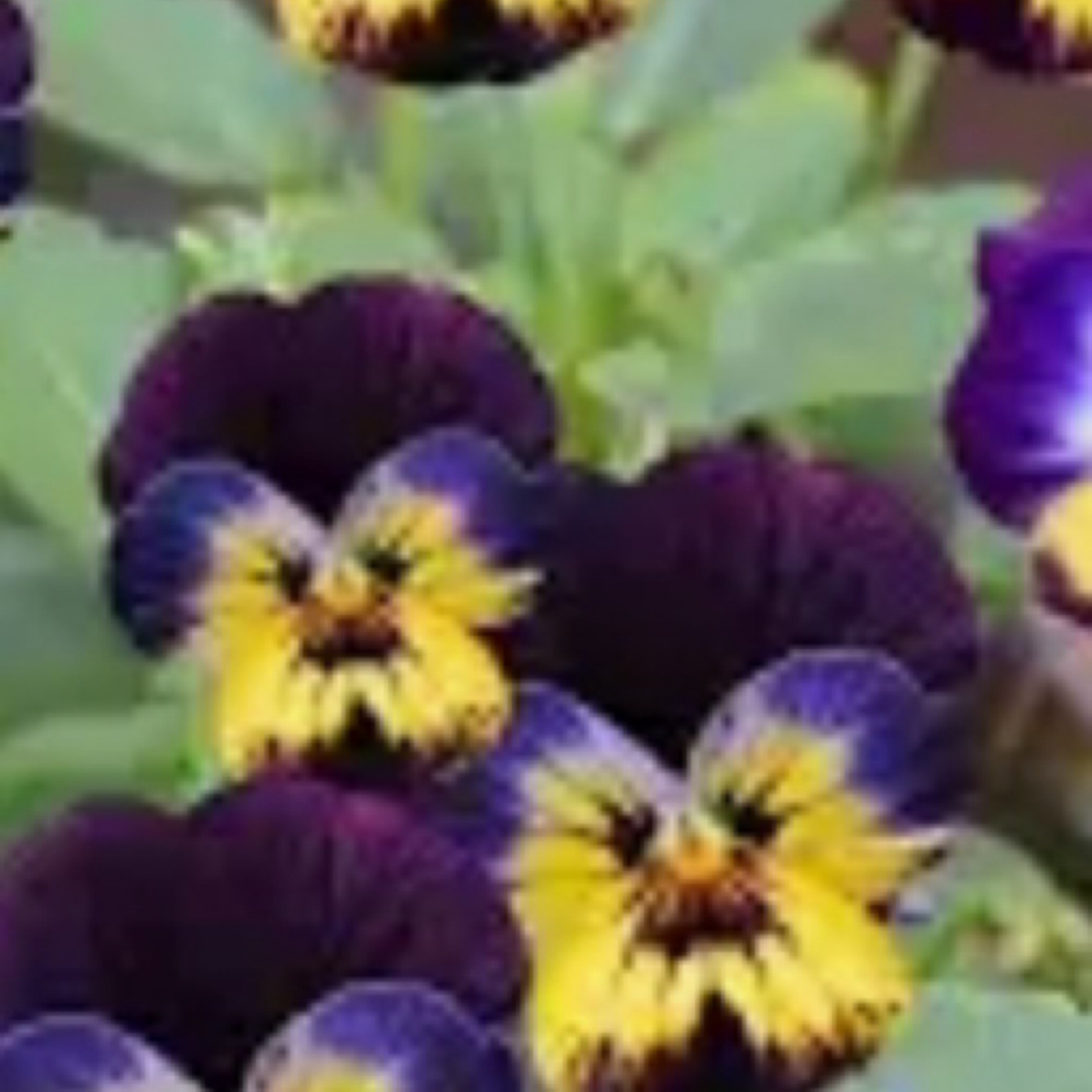 Pansy Delta Premium Violet & White - Pansies (Cold Weather) | Grow Wild ...