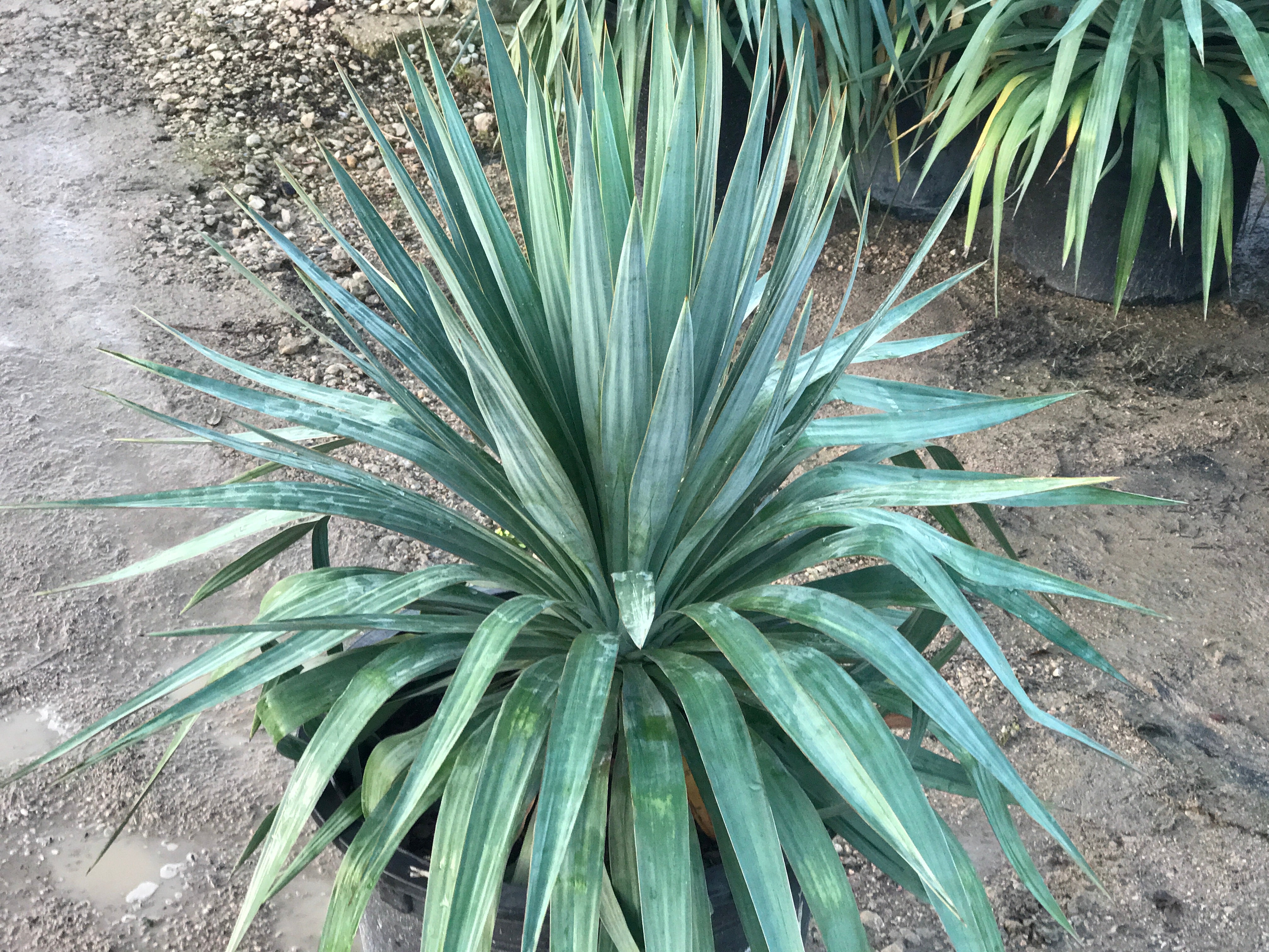 soft leaf yucca