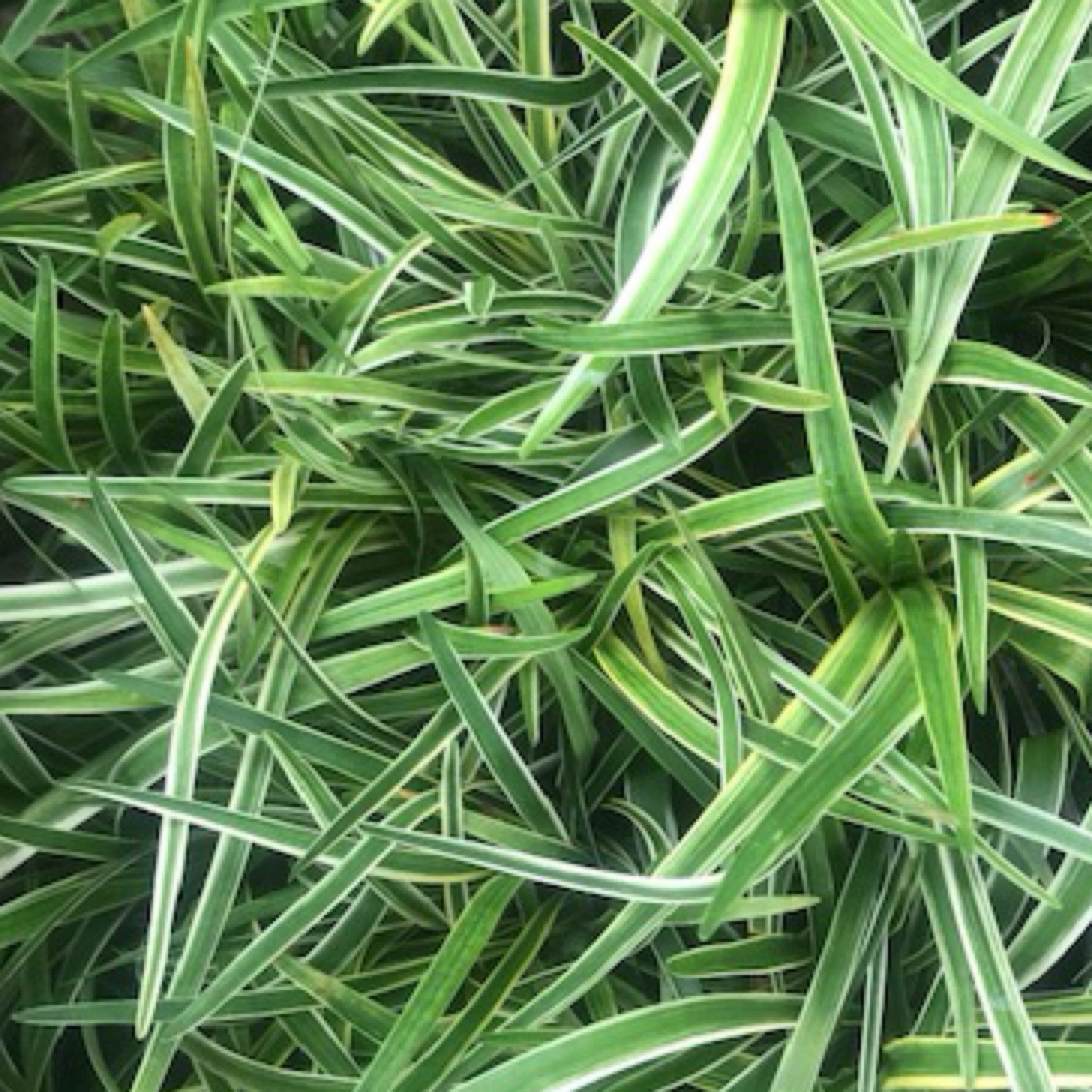 Aztec Liriope Grass | Grow Wild Greenery