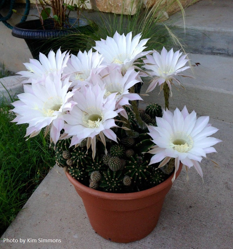 easter flowering cactus
