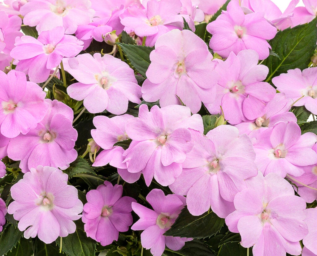 SunPatiens® Compact Hawaiian Mix Impatiens | Grow Wild Greenery