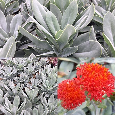 Senecio Cephalophorus Orange Flame | Grow Wild Greenery