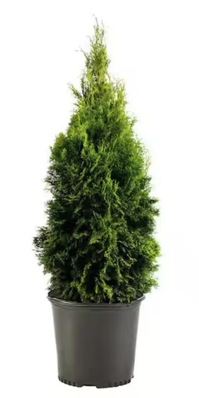 Arborvitae Blue Cone Tree - Thuja | Grow Wild Greenery