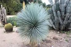 Beaked Yucca Rostrata - Yucca Linearifolia - Linear Leaf Yucca | Grow ...