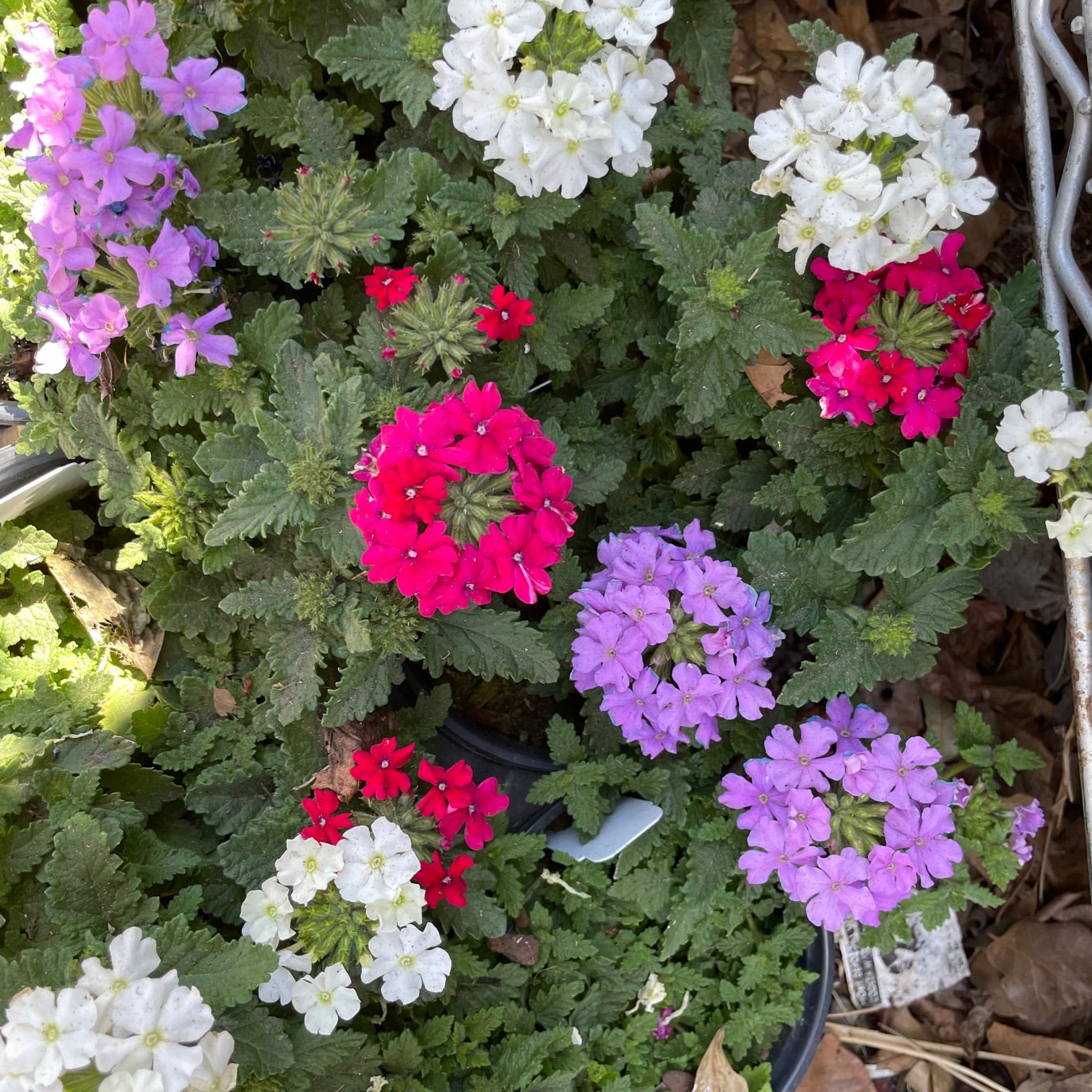 Verbena Mix Color | Grow Wild Greenery