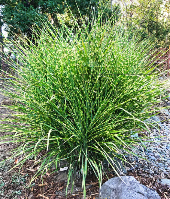 miscanthus sinensis zebra