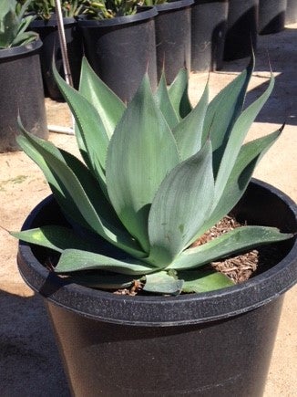Agave Blue Flame - Celsii Nova | Grow Wild Greenery