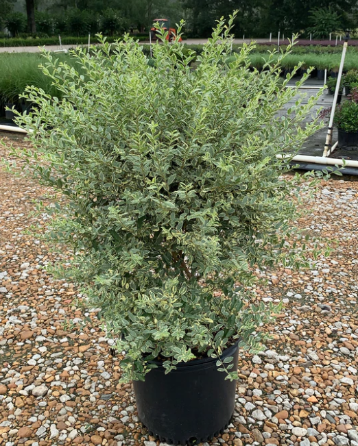 Variegated Ligustrum japonicum Variegata | Grow Wild Greenery
