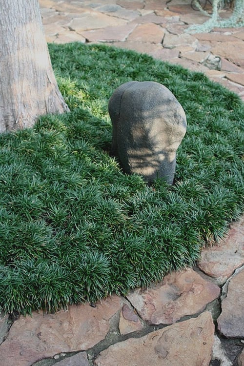 Dwarf Mondo Grass - Ophiopogon Japonicus Nanus - Lily turf | Grow Wild ...