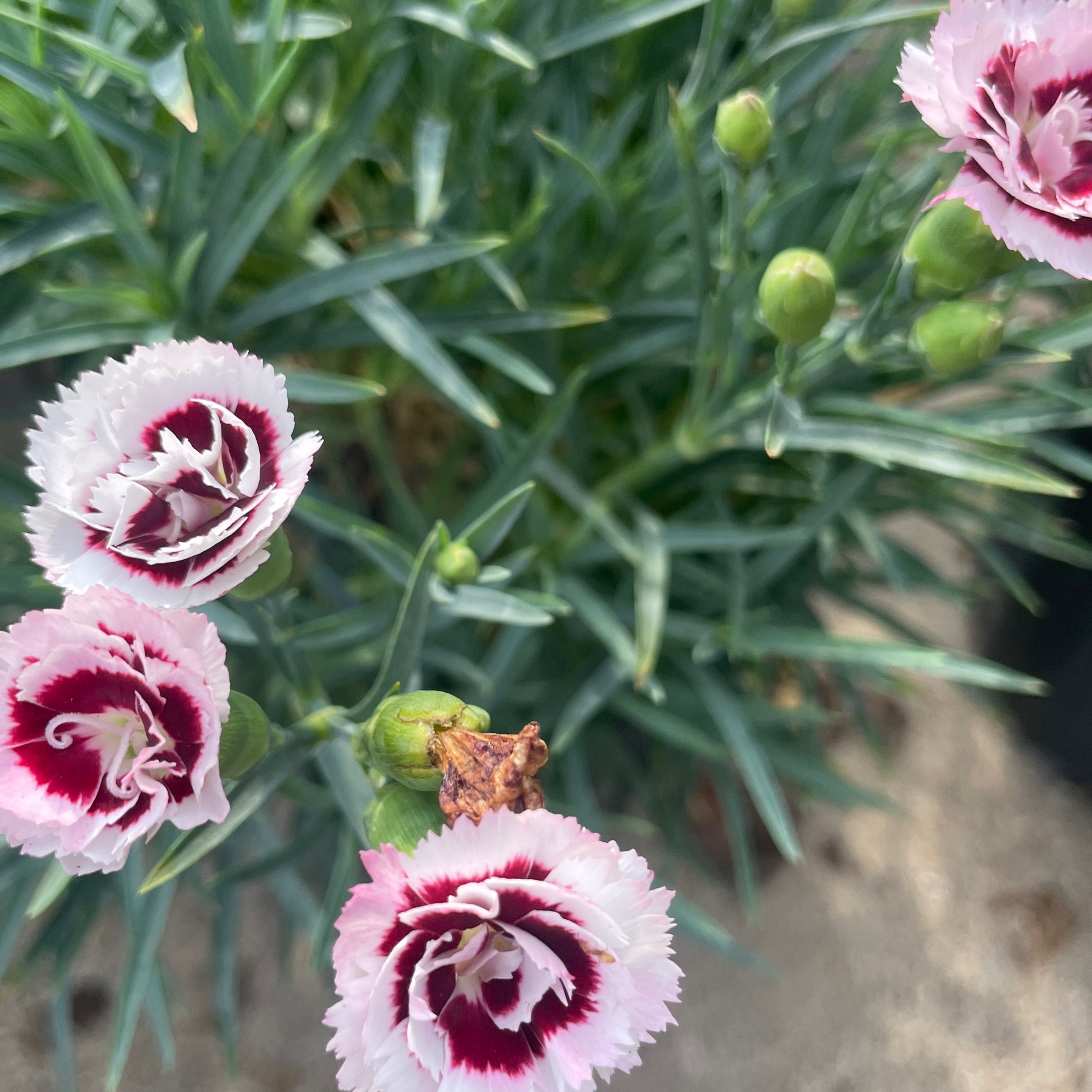 Dianthus Raspberry Surprise | Grow Wild Greenery