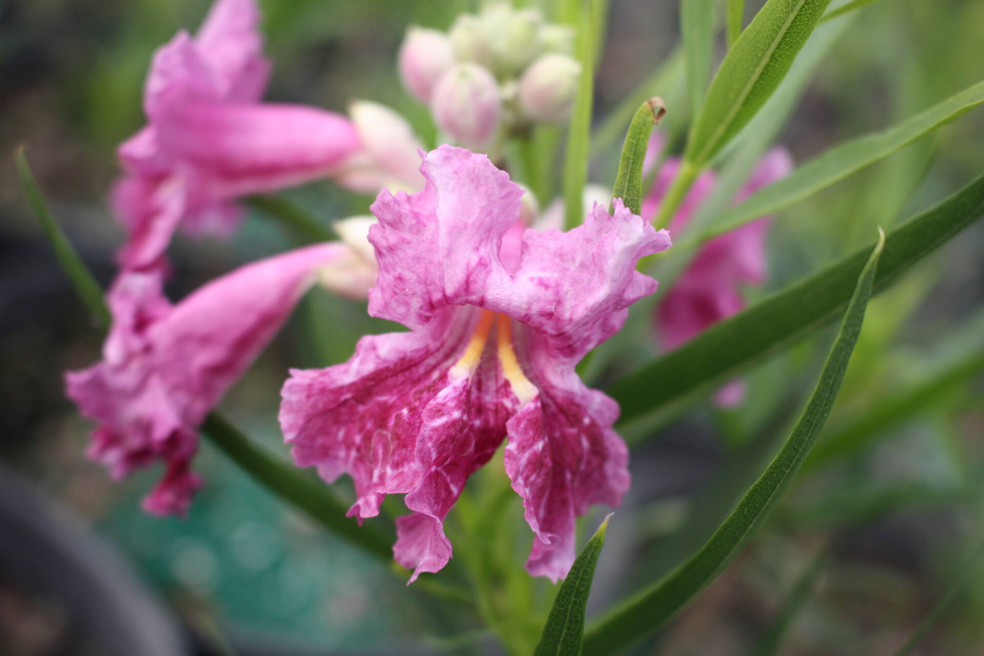 Desert Willow - Chilopsis Linearis - Sweet Bubba | Grow Wild Greenery