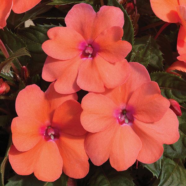 SunPatiens® Compact Hawaiian Mix Impatiens | Grow Wild Greenery