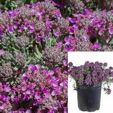 Creeping Germander - Teucrium Crossonii Majoricum - Fruity Germander ...