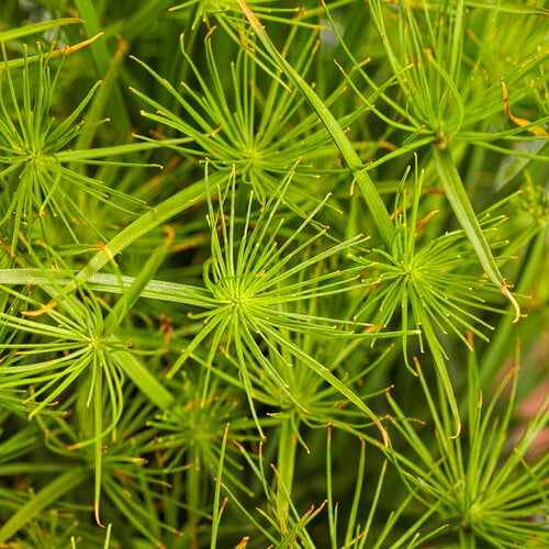 Umbrella Plant - Cyperus Diffusus | Grow Wild Greenery