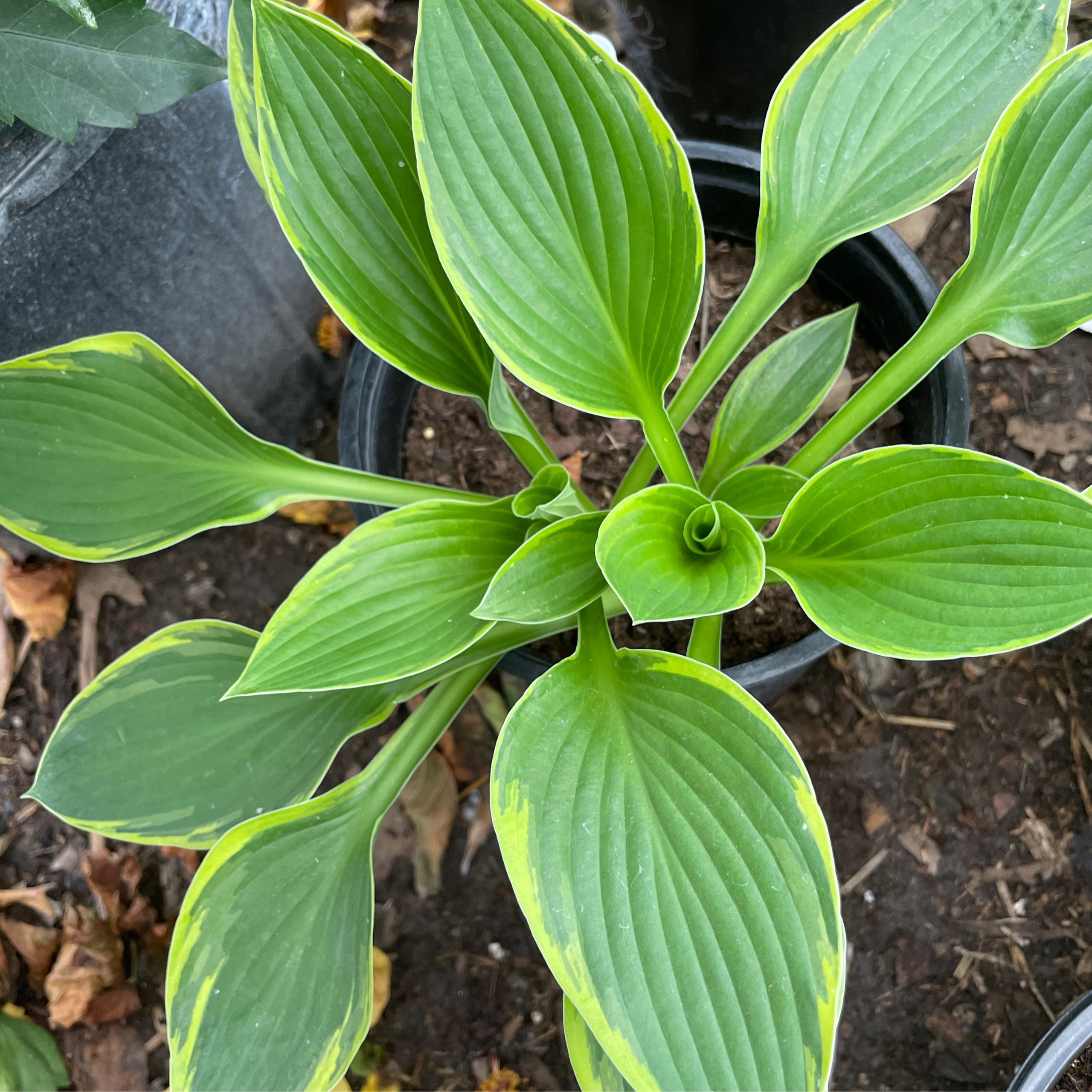 Hosta Albo-Marginata Variegated Yellow Hosta | Grow Wild Greenery