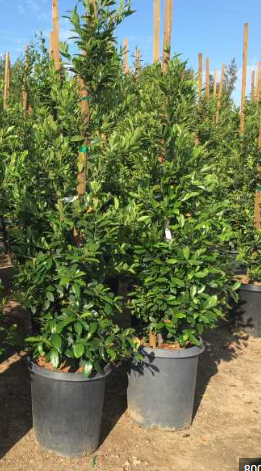 Cherry Laurel Tree - Prunus Laurocerasus - English Laurel | Grow Wild ...