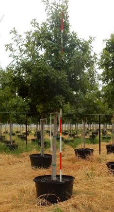 Texas Red Oak | Grow Wild Greenery