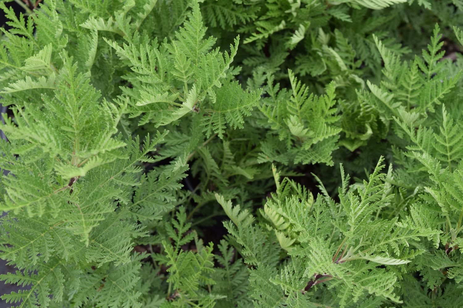 Artemisia - Sun Fern Olympia - Sunfern | Grow Wild Greenery