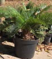 Sago Palm Trees - Cycas Revoluta & Zamia Floridiana | Grow Wild Greenery
