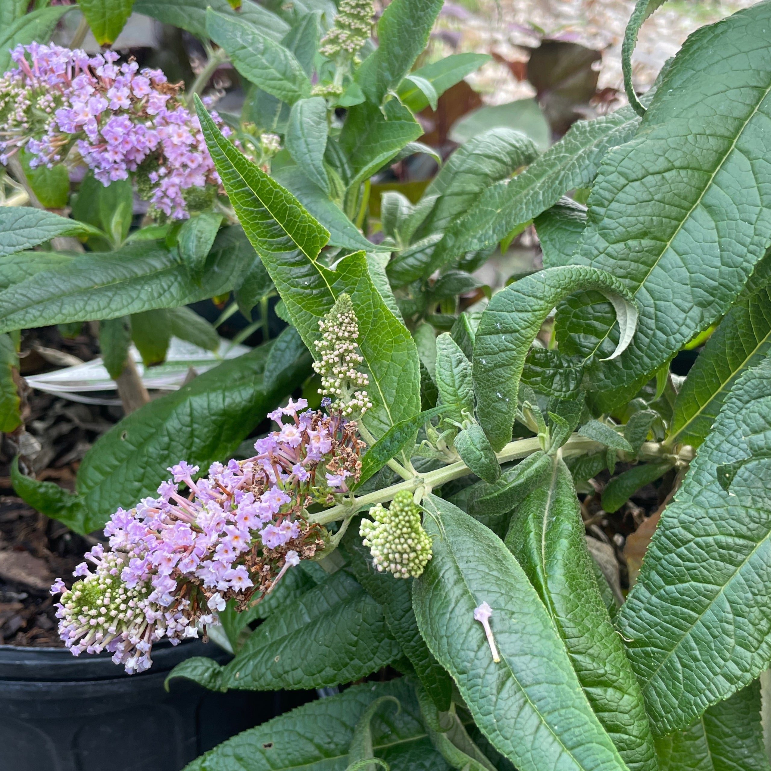 Butterfly Bush Lt. Lavender Grand Cascade | Grow Wild Greenery