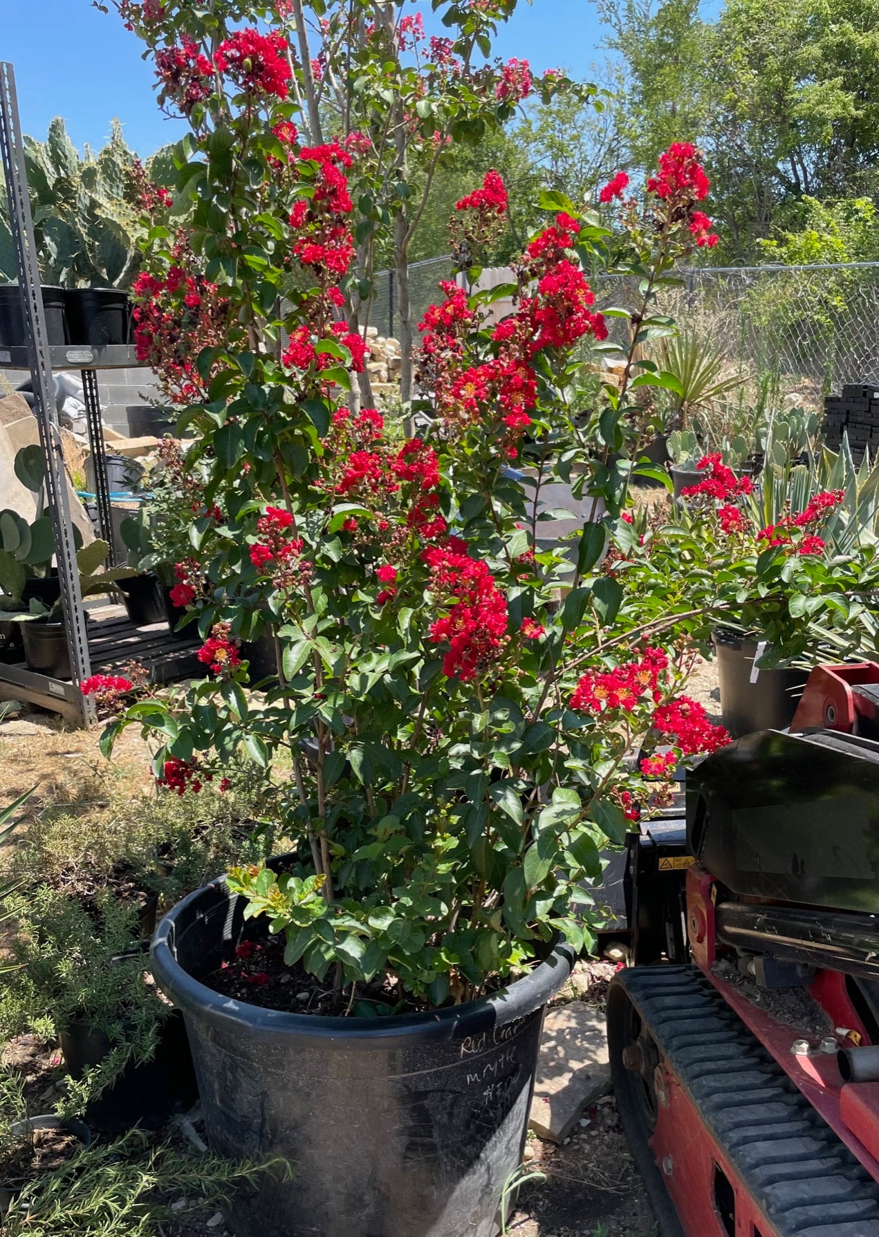 Crape Myrtle Red- Multi-trunk | Grow Wild Greenery