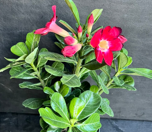 Red Desert Rose - Adenium Obesium | Grow Wild Greenery