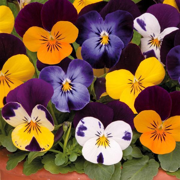 Viola Mix | Grow Wild Greenery