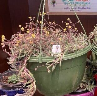 String of Pickles - Othonna Capensis - Little Pickles - Ruby Necklace ...