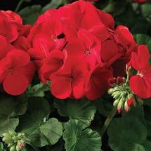 Geranium American Dark Red | Grow Wild Greenery