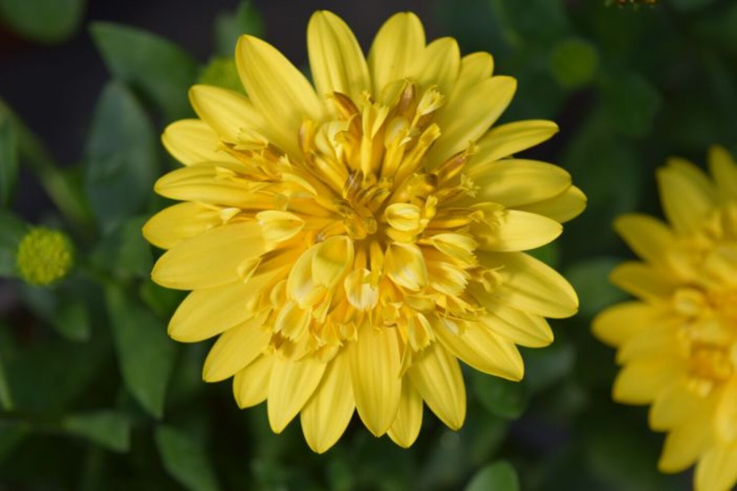 Osteospermum 4D Yellow - African Daisy | Grow Wild Greenery