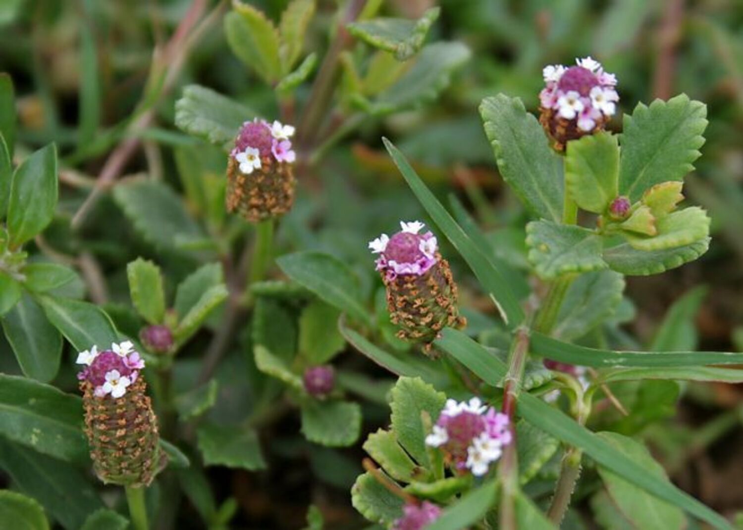 Phyla Nodiflora Texas Frog Fruit | Grow Wild Greenery