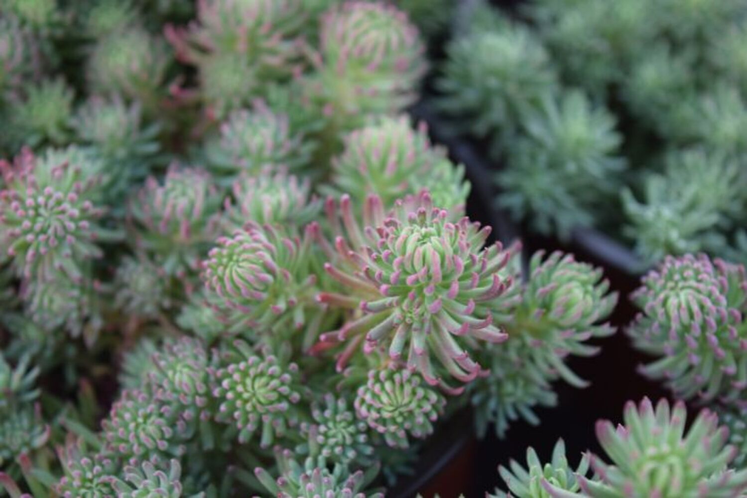 Sedum Oracle | Grow Wild Greenery
