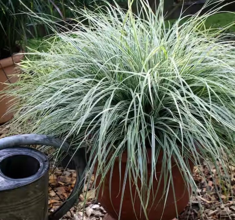Carex Evercolor Everest (Sedge Grass) | Grow Wild Greenery