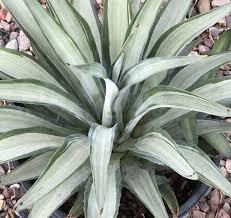 Desmettiana Smooth Agave - Silver Star | Grow Wild Greenery