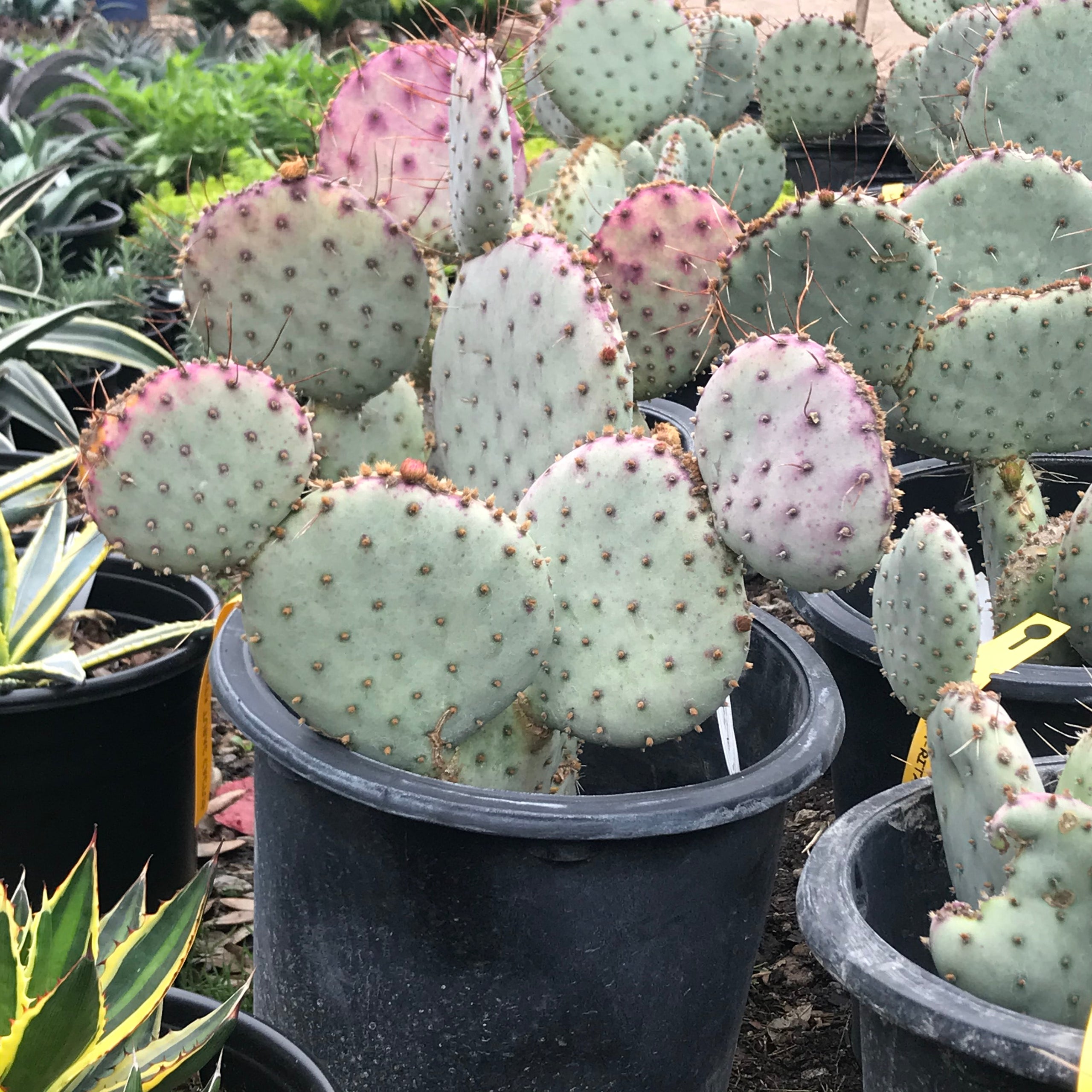 Purple Prickly Pear | Grow Wild Greenery