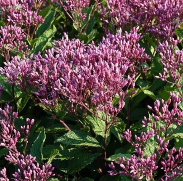 Eupatorium Purpureum Euphoria Ruby - Joe Pye Weed | Grow Wild Greenery