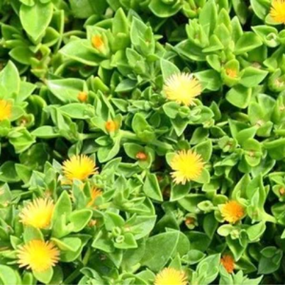 Aptenia Cordifolia Yellow - Trailing Ice Plant - Dew Plant | Grow Wild ...