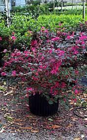 Loropetalum Chinense f. Rubrum Plum Delight | Grow Wild Greenery