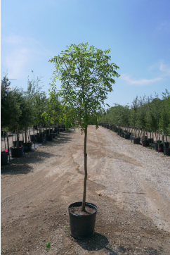 Mexican Plum Tree - Prunus Mexicana | Grow Wild Greenery