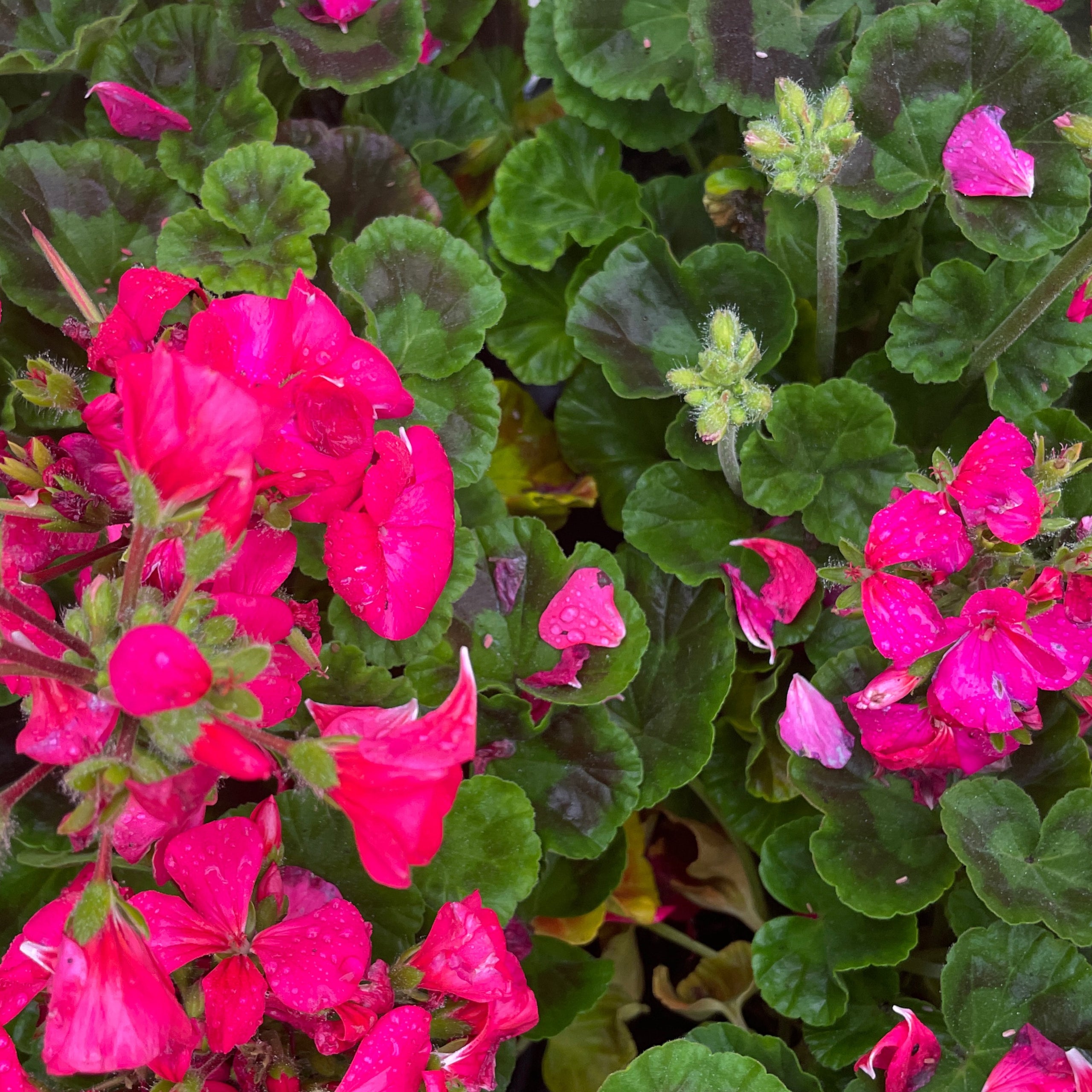 Pinto™ Violet Premium Geranium | Grow Wild Greenery