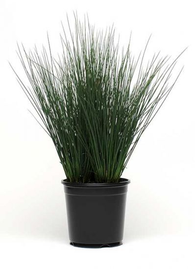 Juncus Blue Arrows Rush | Grow Wild Greenery