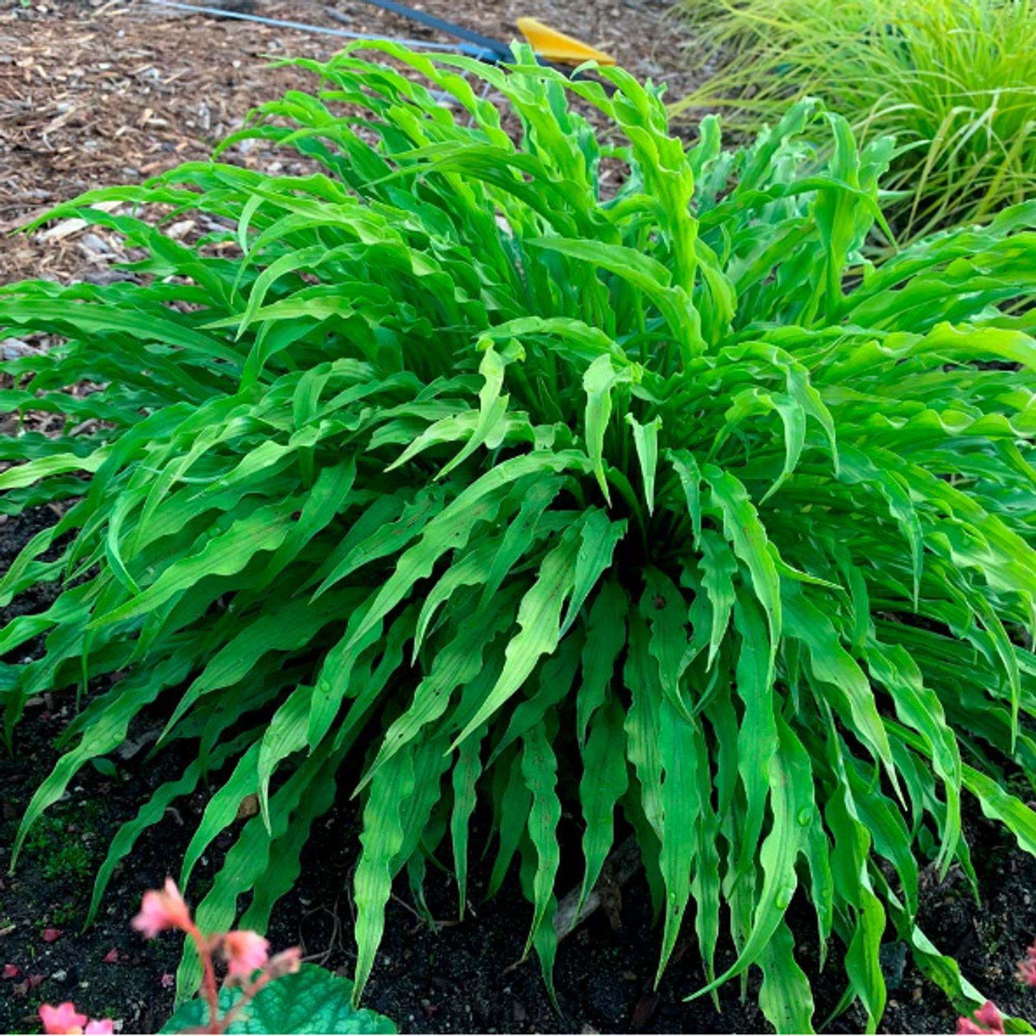 Hosta Party Streamer | Grow Wild Greenery
