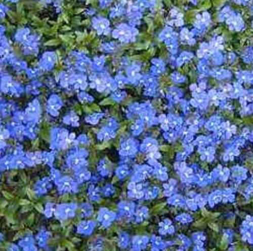 Veronica Longifolia - Vernique® Dark Blue | Grow Wild Greenery