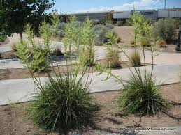 Nolina lindheimeriana - Devil's Shoestring - Ribbon Grass Yucca | Grow ...