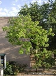 Goldenball Leadtree - Leucaena retusa | Grow Wild Greenery