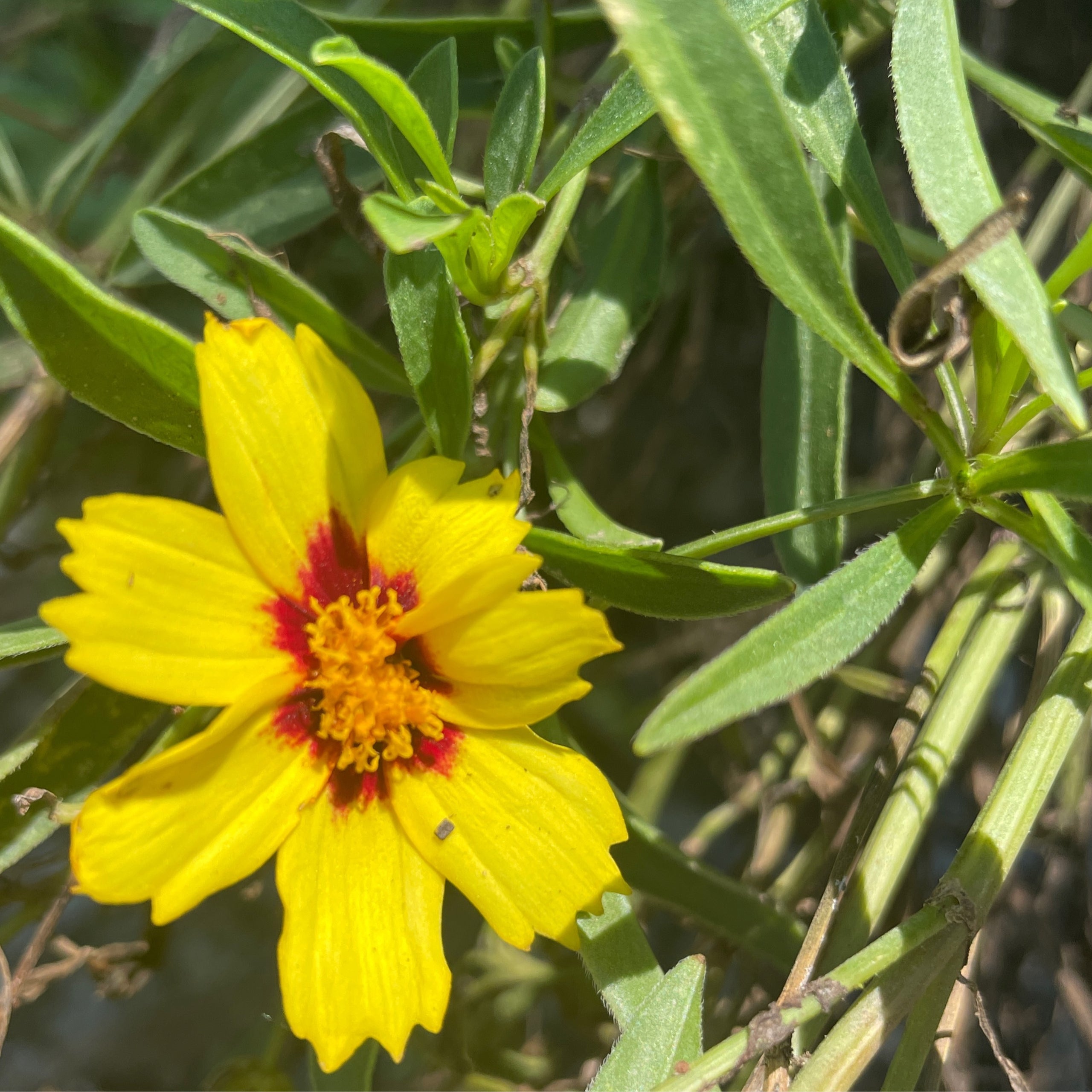 Coreopsis, Large Flowered Tickseed 'Solanna™ Golden Sphere' | Grow Wild ...