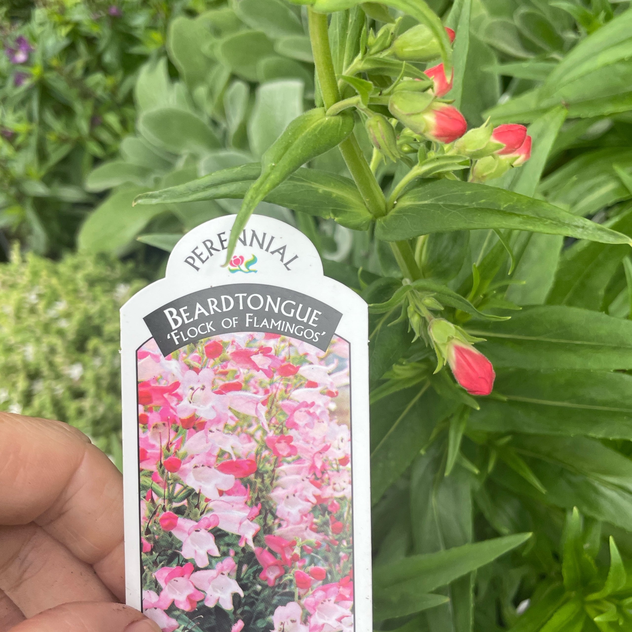 Penstemon - Beardtongue Flock of Flamingos | Grow Wild Greenery