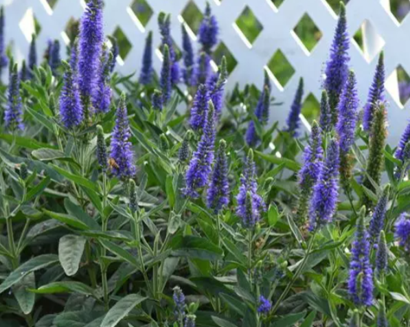 Veronica Longifolia - Vernique® Dark Blue | Grow Wild Greenery