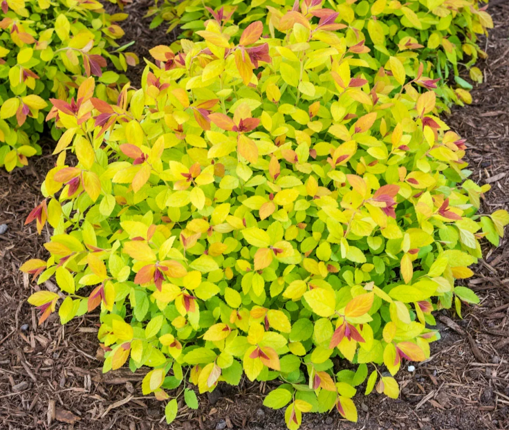 Limemound® Spirea - Spiraea x bumalda 'Monhub' Lime Mound | Grow Wild ...