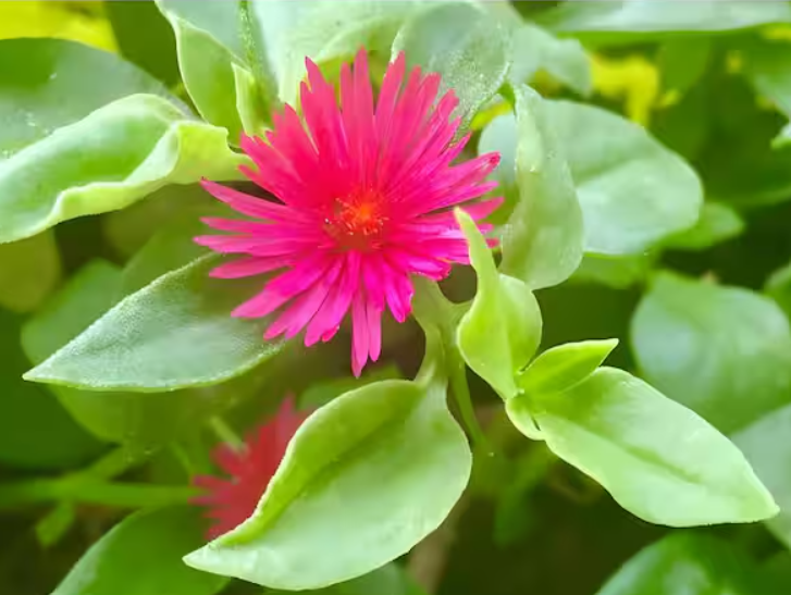 Aptenia Cordifolia Yellow - Trailing Ice Plant - Dew Plant | Grow Wild ...